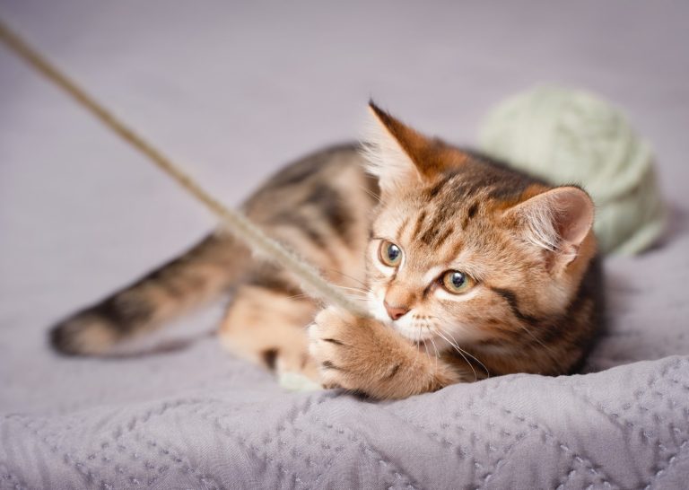 Why Do Cats Love String? | Encore Pet Food
